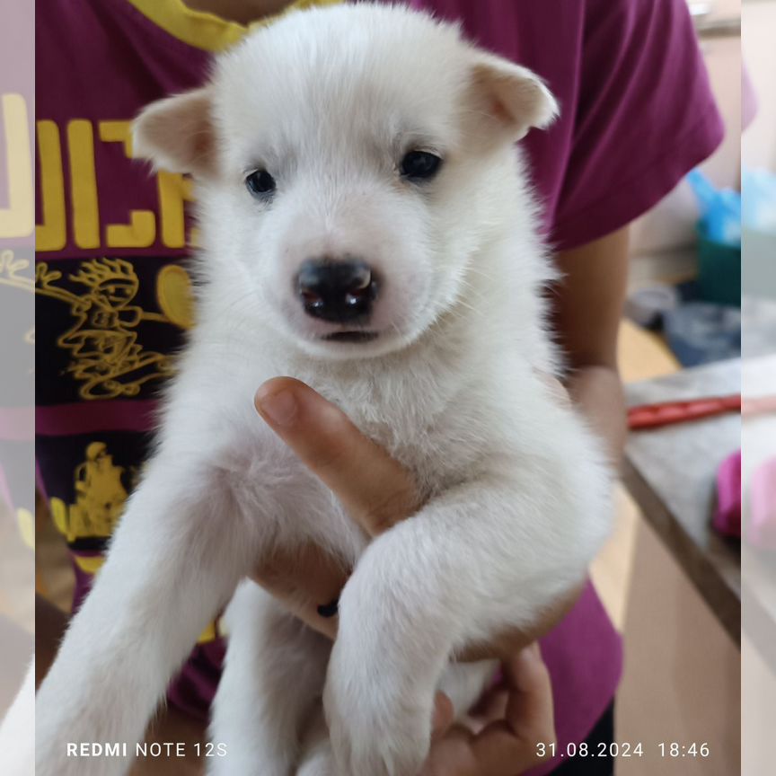 Щенки западно сибирской лайки