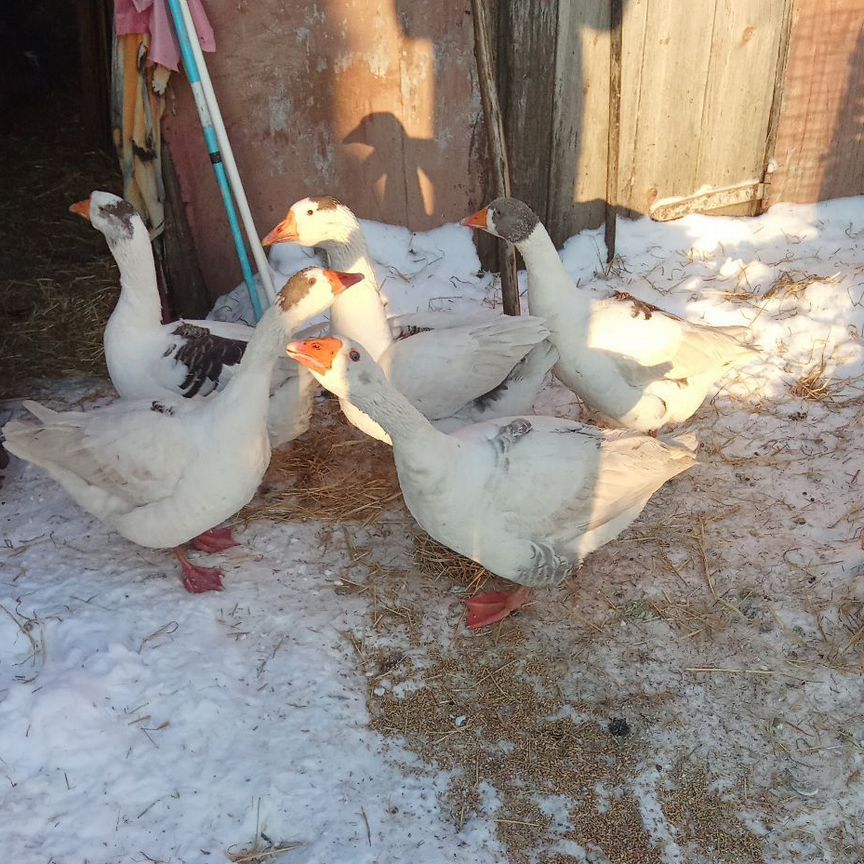 Гуси Обмен на индюшек интересует прошлого года