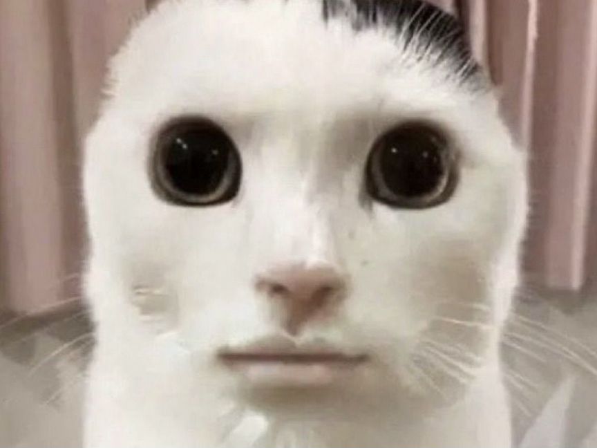 Котёнок