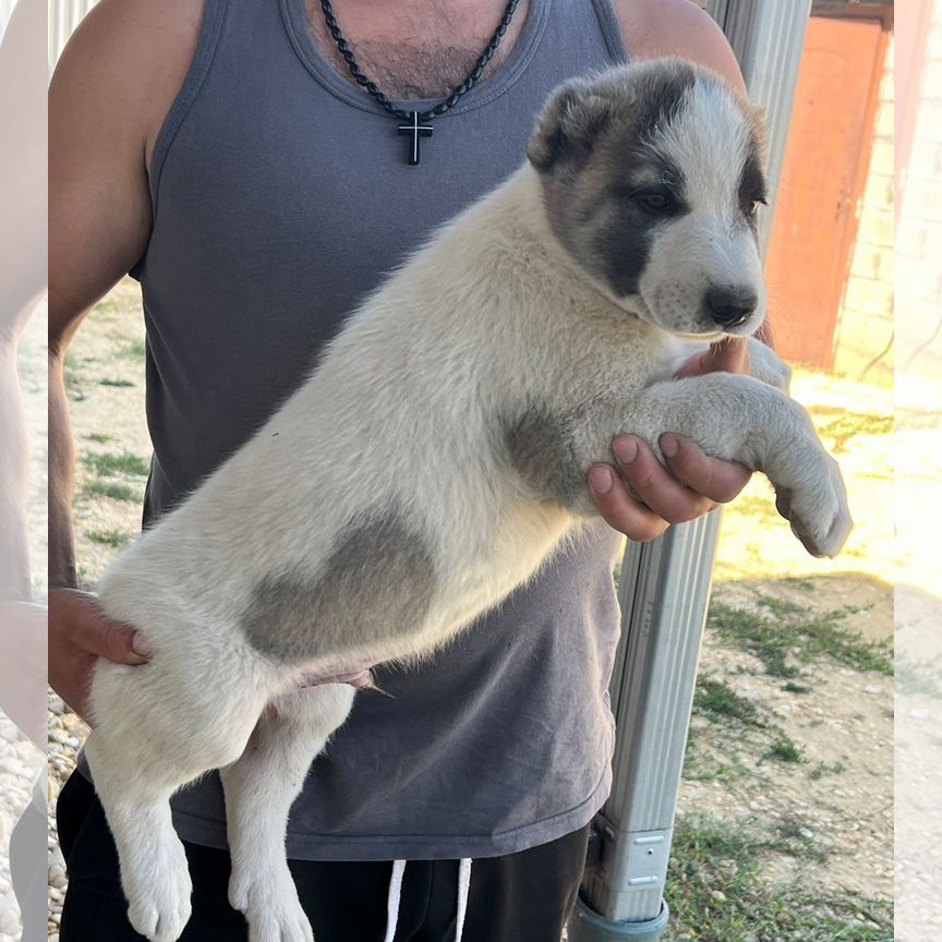 Щенки алабая