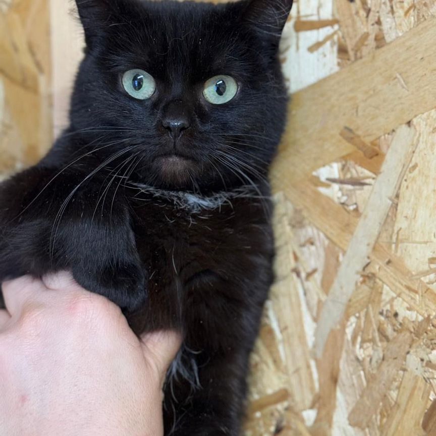 Вуаль - черная кошка красотка из приюта ищет дом