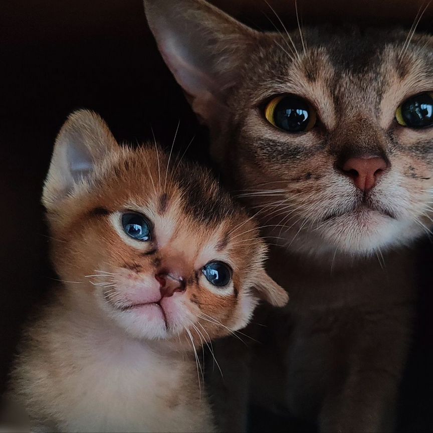 Абиссинские котята