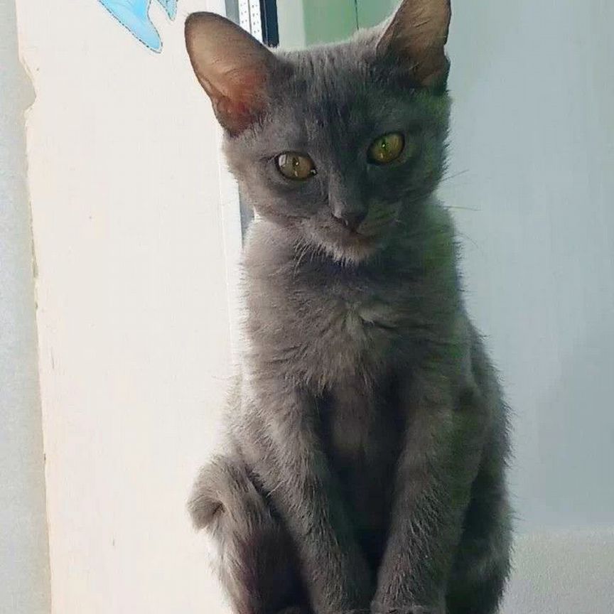 Британская кошечка, 1 год