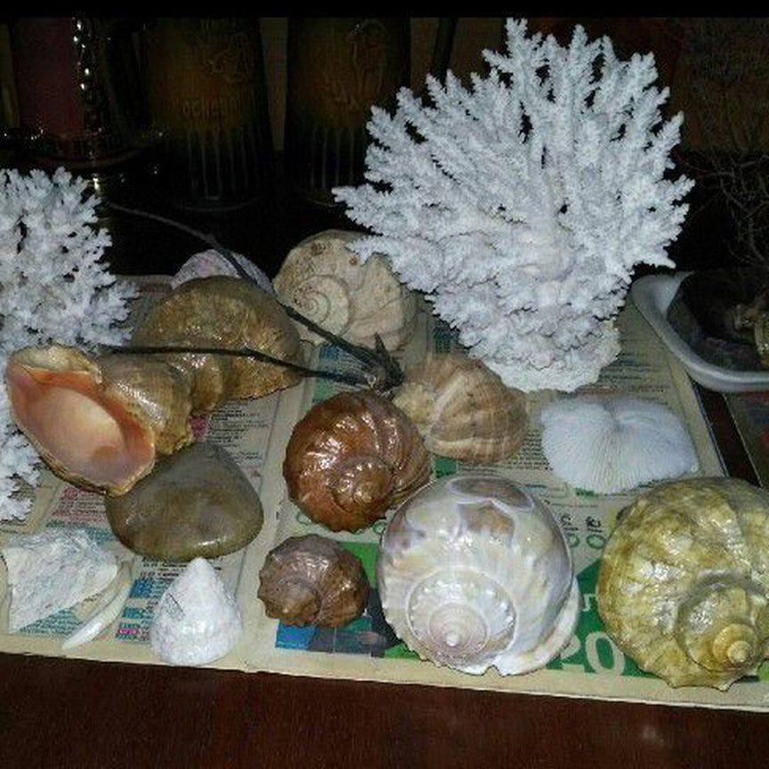 Украшения для аквариума натуральные