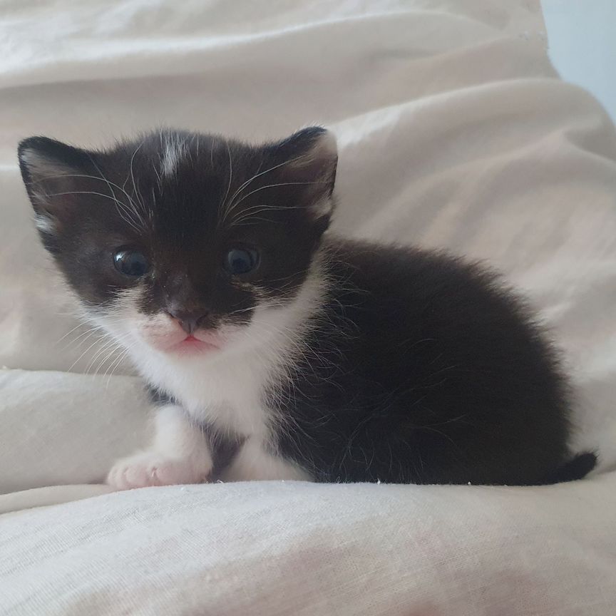Манчкин котёнок