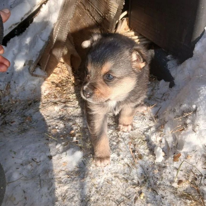 Щенок в добрые руки