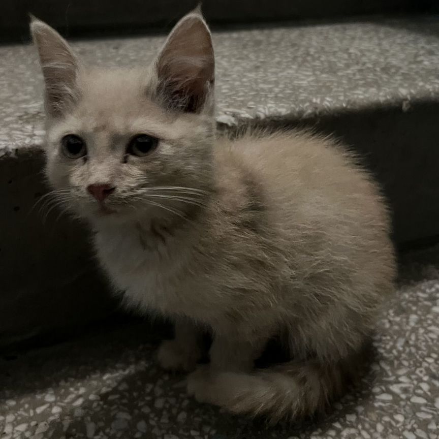 Котёнок в добрые руки