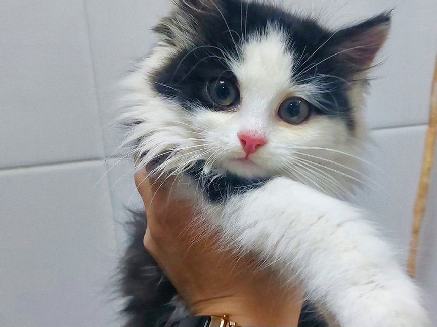 Милый красивый котенок в добрые руки