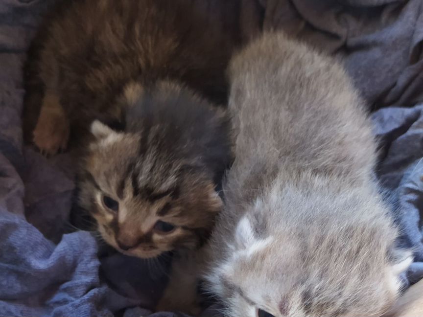 Котята 2 котика домашние