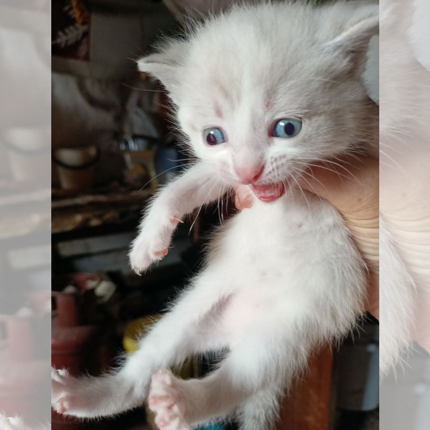 Отдам в добрые котят и кошку