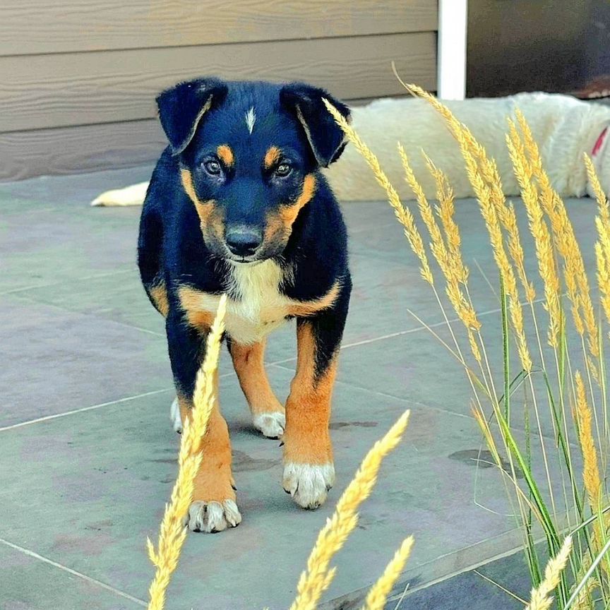 Щенок мальчик