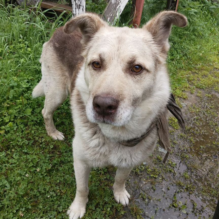 Зеленоглазый пес Буян