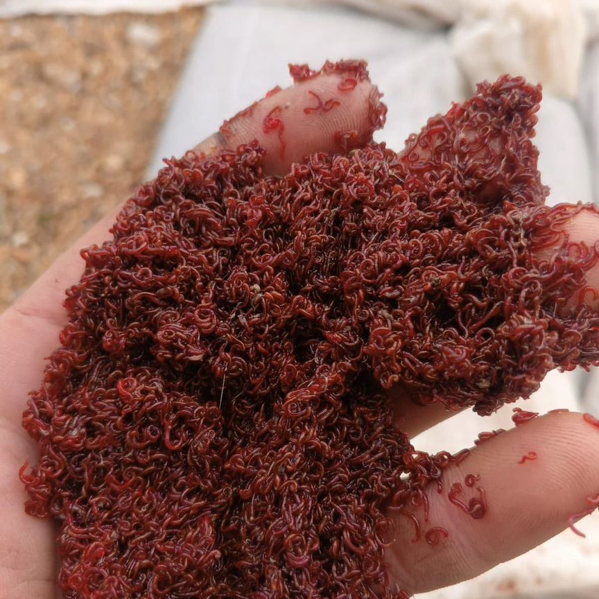 Мотыль (малинка) живой