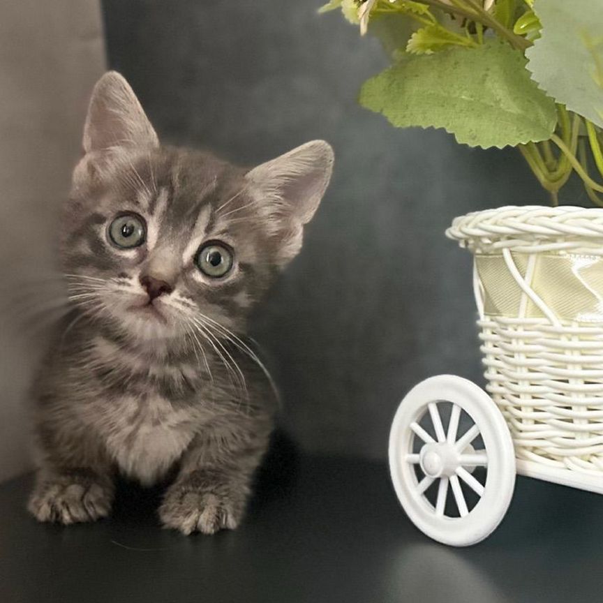 Манчкин котёнок