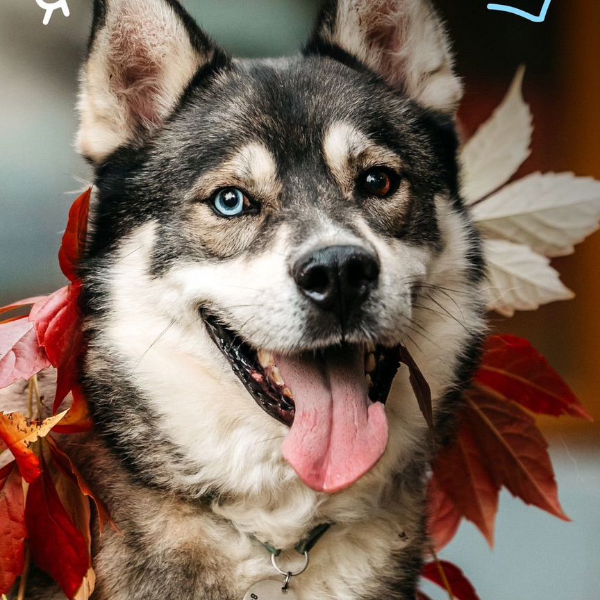 Сибирский хаски, взрослый пёс