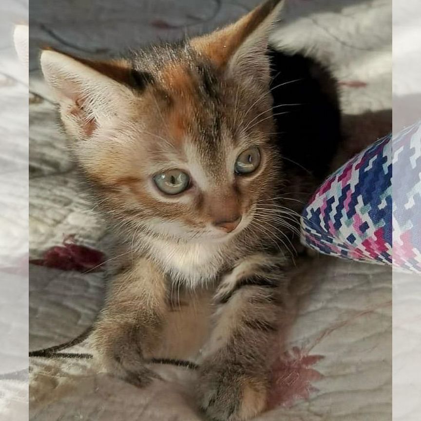 Котята