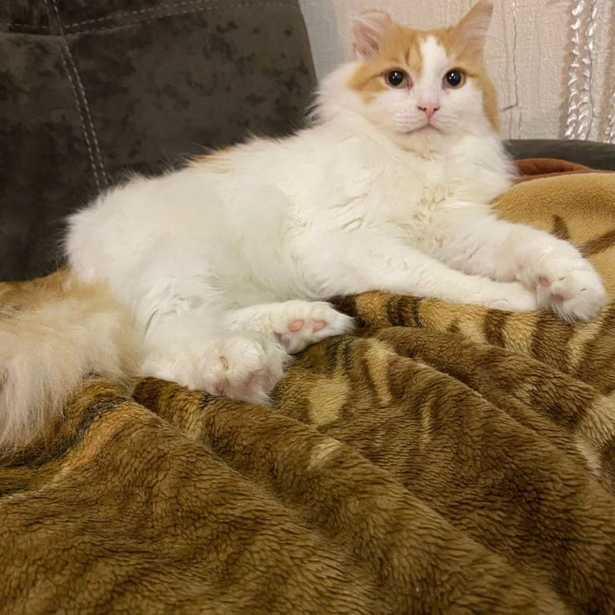 Взрослый кот в добрые руки