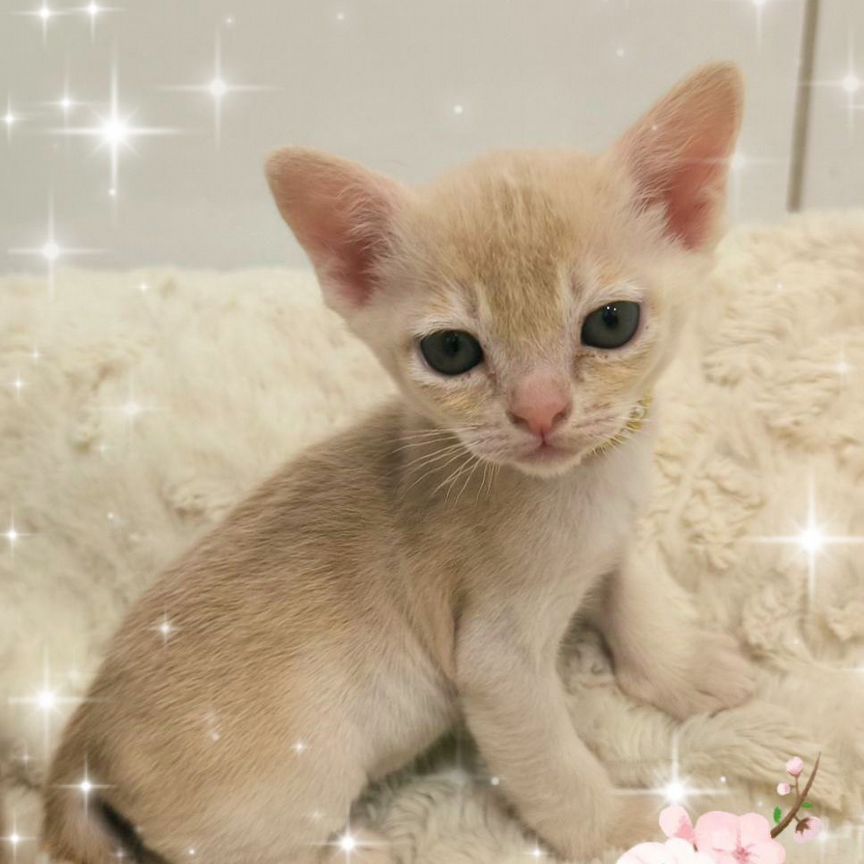 Бурманские котята