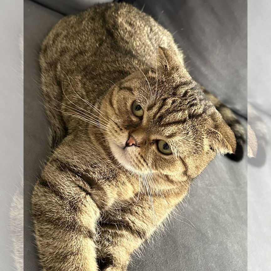 Шотландский вислоухий короткошёрстный, взрослый кот