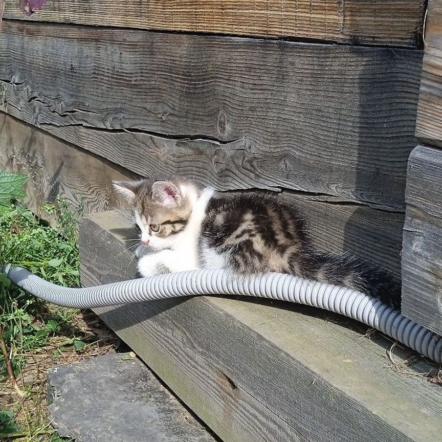Котята в добрые руки бесплатно