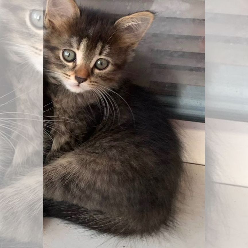 Котёнок в добрые руки