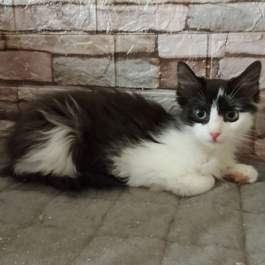 Сибирский котёнок