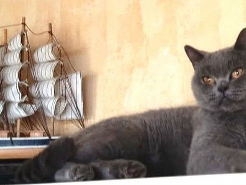 Классическая Британка