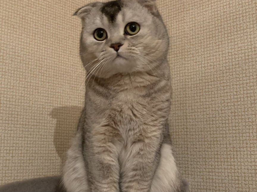 Шотландский кот вязка