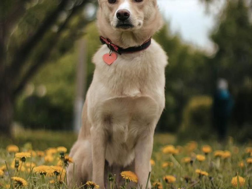 Ласковая и красивая собака в поисках дома
