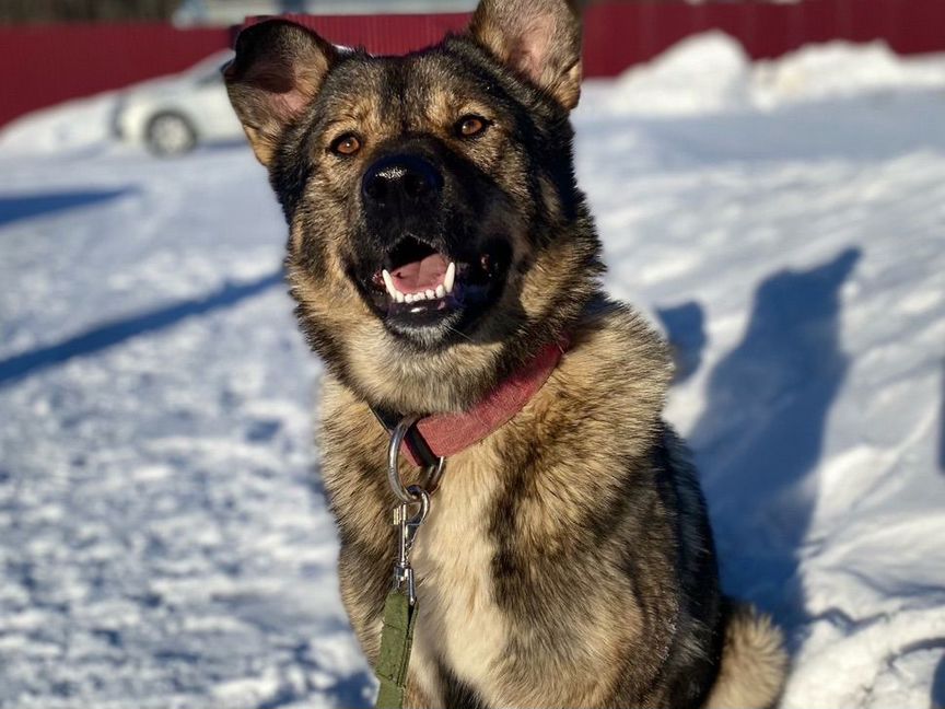 Мальчик собака бесплатно