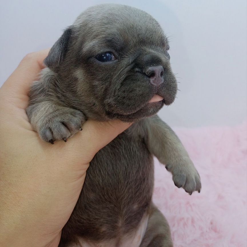 Девочка французского бульдога блю фавн окраса