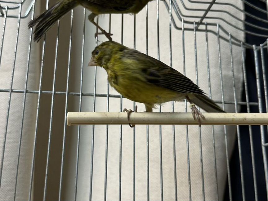 Кенара и канарейки