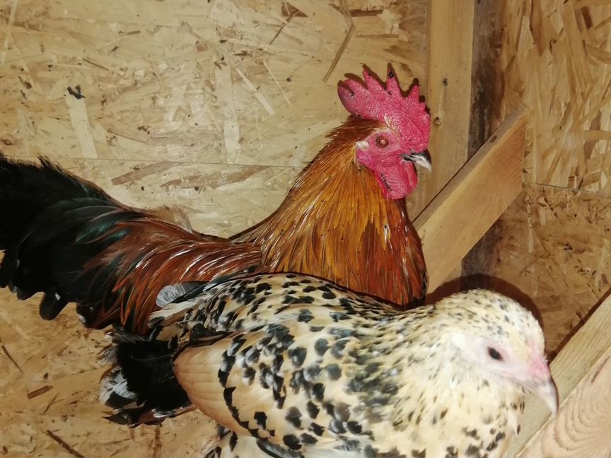 Семейка кур бентамок