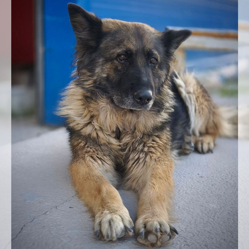 Немецкая овчарка, взрослая собака