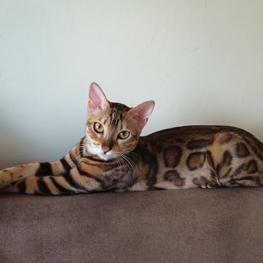 Бенгальская кошка