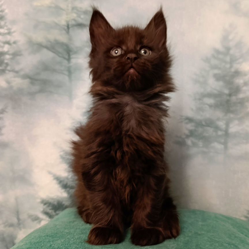 Мейн-кун котёнок