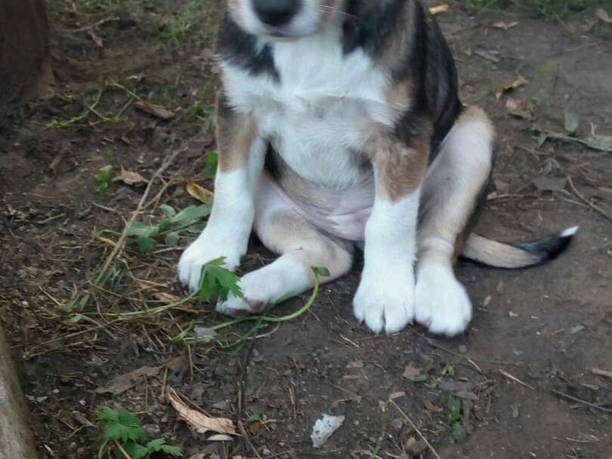 Щенки дворняжки