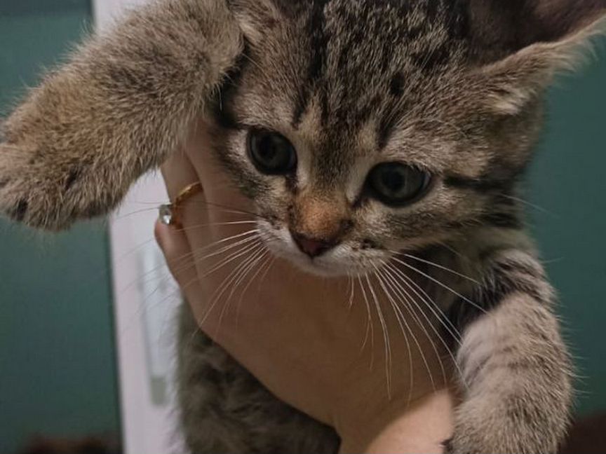 Котёнок бесплатно от вислоухой британки