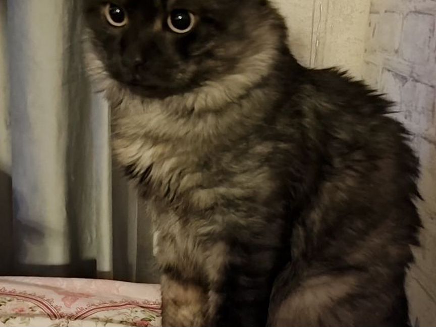 Отдам кота в добрые руки