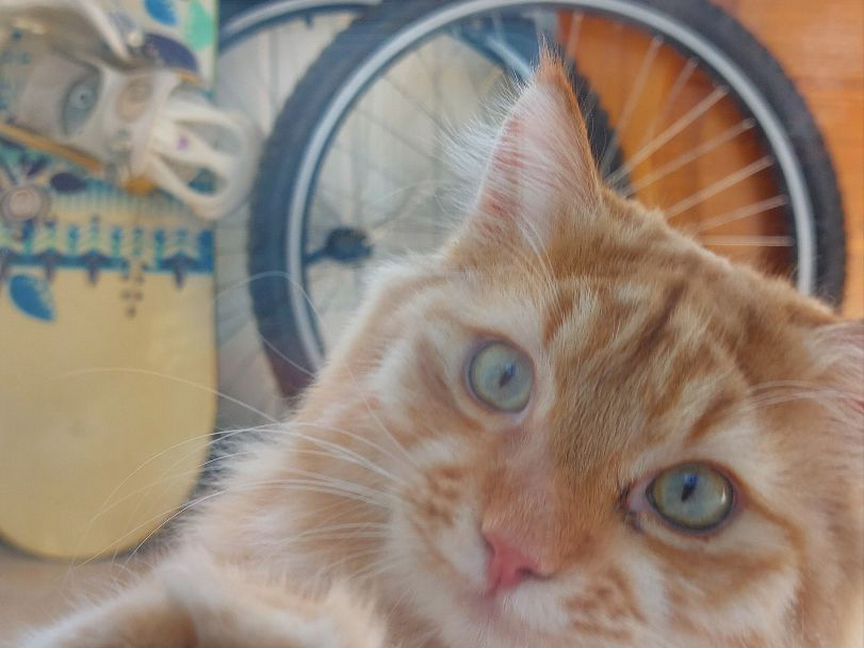 Котик в добрые руки