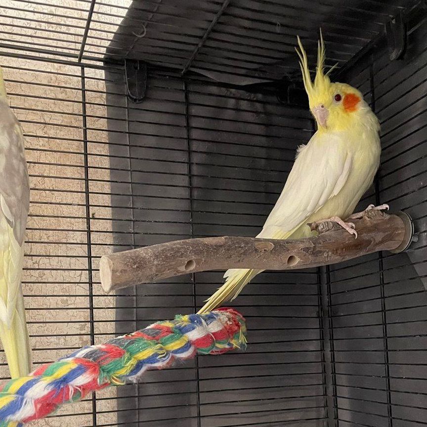 Продам двух самцов попугаев корелла