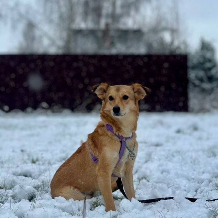 Собака в добрые руки