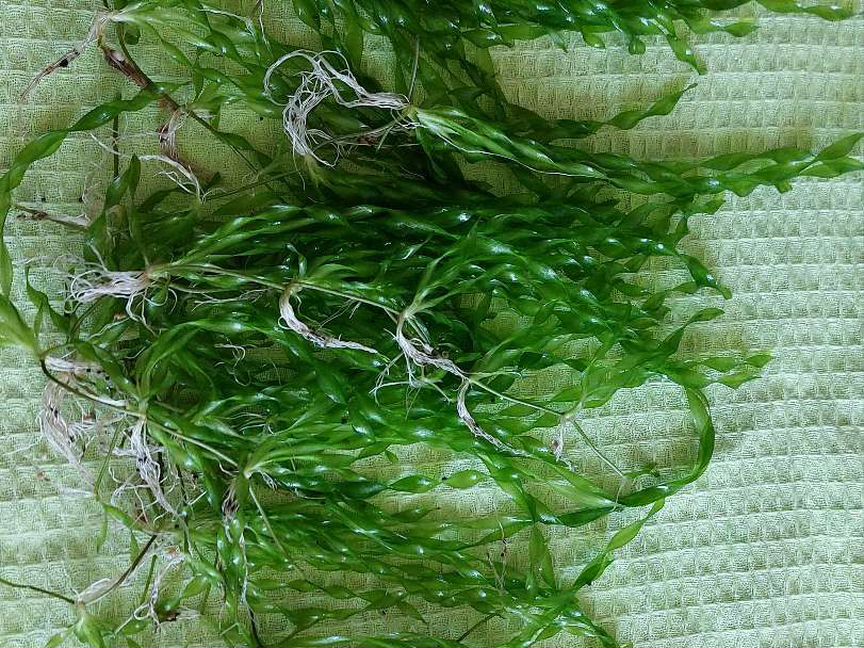 Элодея аквариумное,Валлиснерия