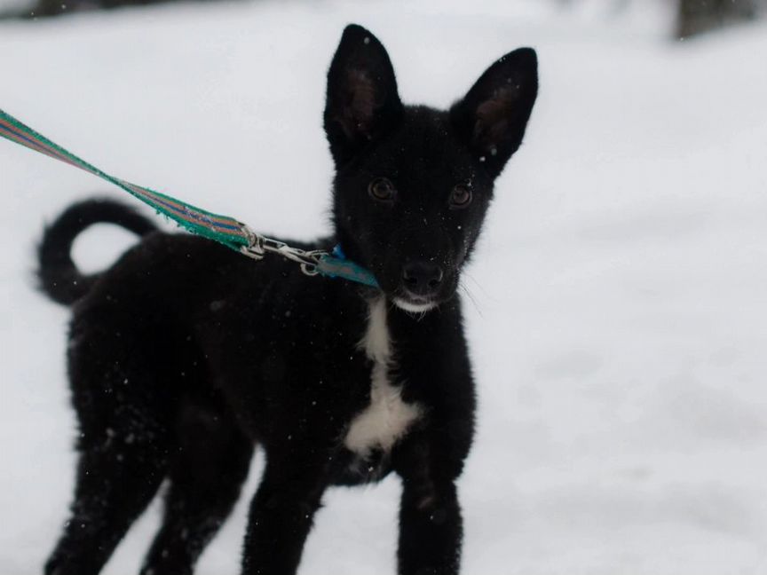 Собака в добрые руки отдам бесплатно