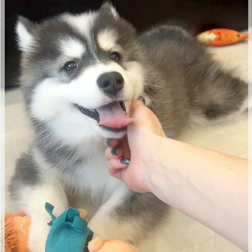 Помски, щенок