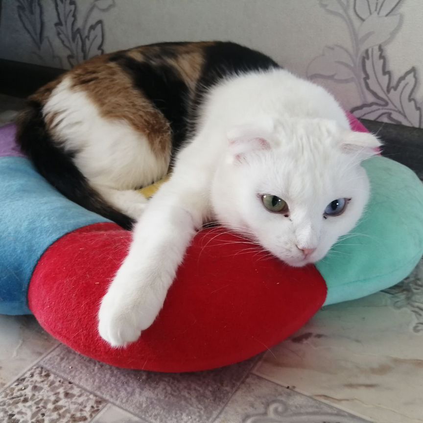 Кошечка