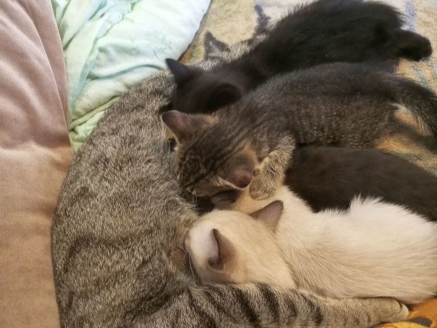 Прекрасные котята