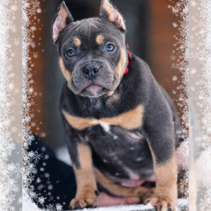 Американский булли, щенок