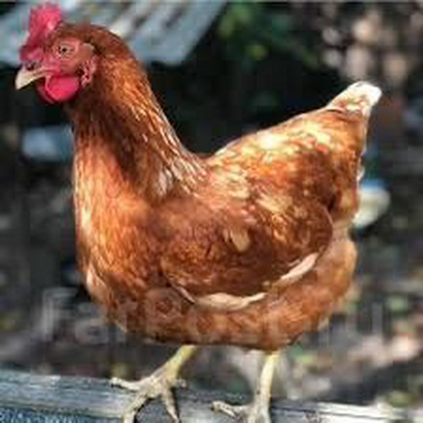 Куры несушки