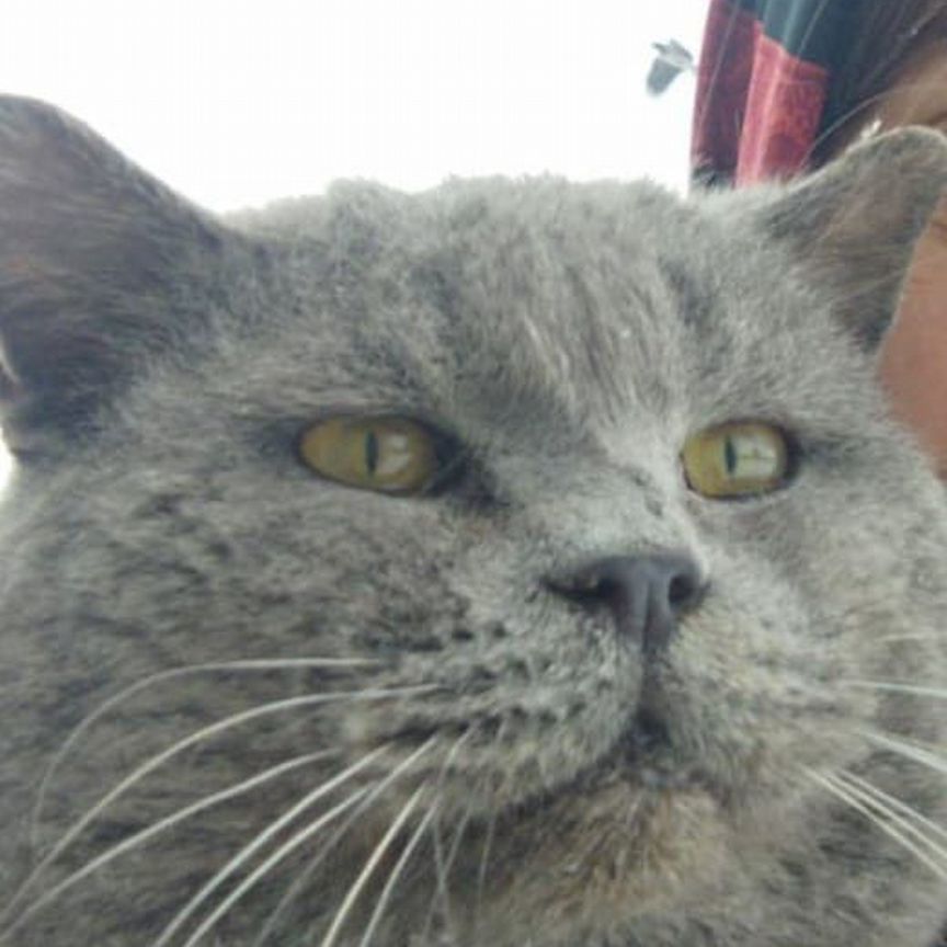 Британский кот